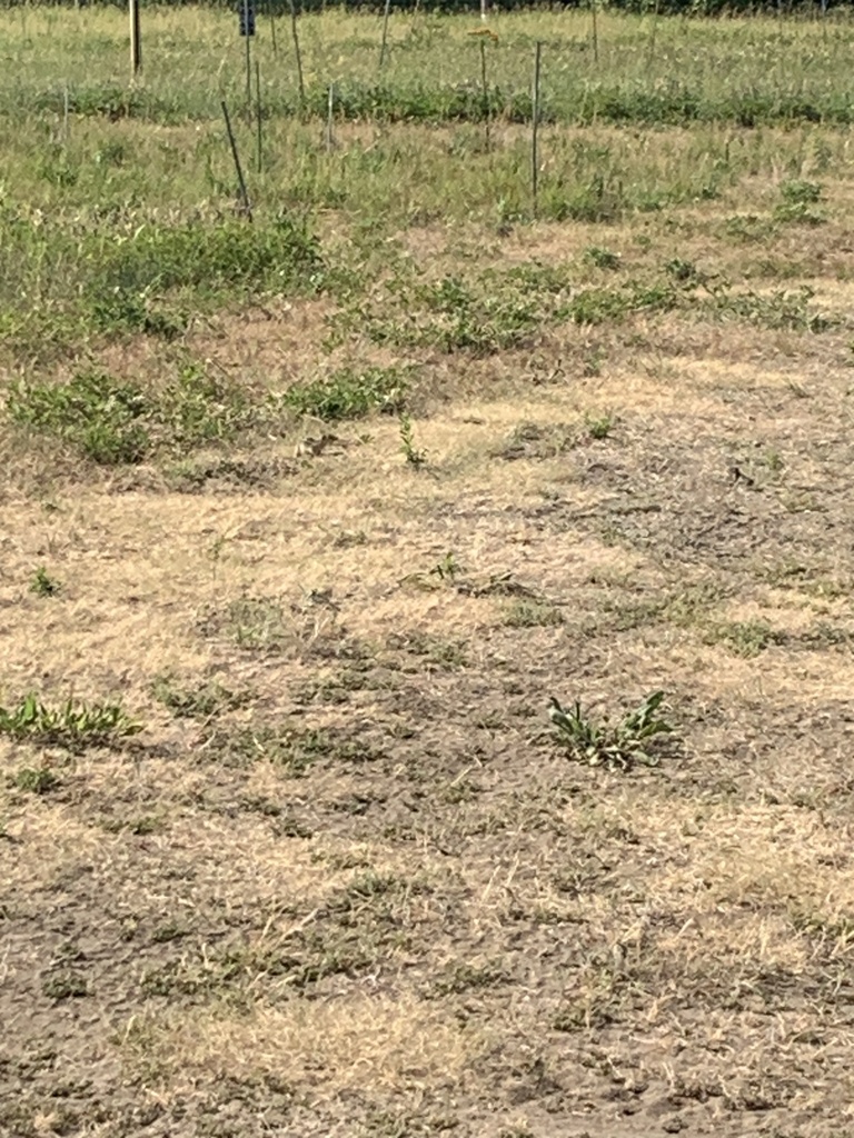 Thirteen-lined Ground Squirrel from East Bethel, MN, US on June 23 ...