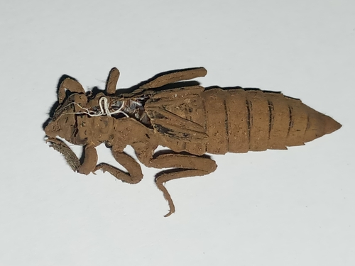 Notogomphus kilimandjaricus · iNaturalist United Kingdom