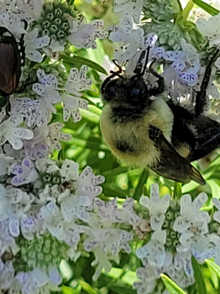 Brown-belted Bumble Bee in June 2023 by reneeb. On slender mountain ...