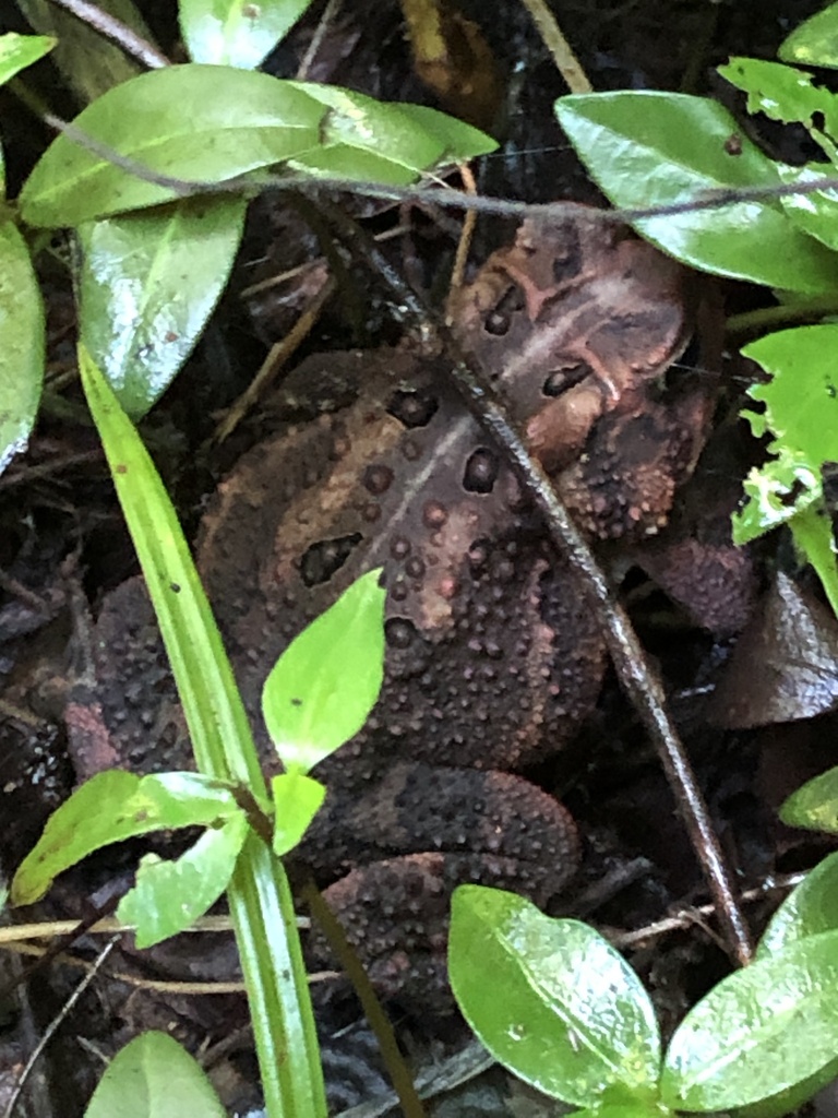 American Toad from Colonial Beach, VA, US on June 25, 2023 at 09:56 AM ...