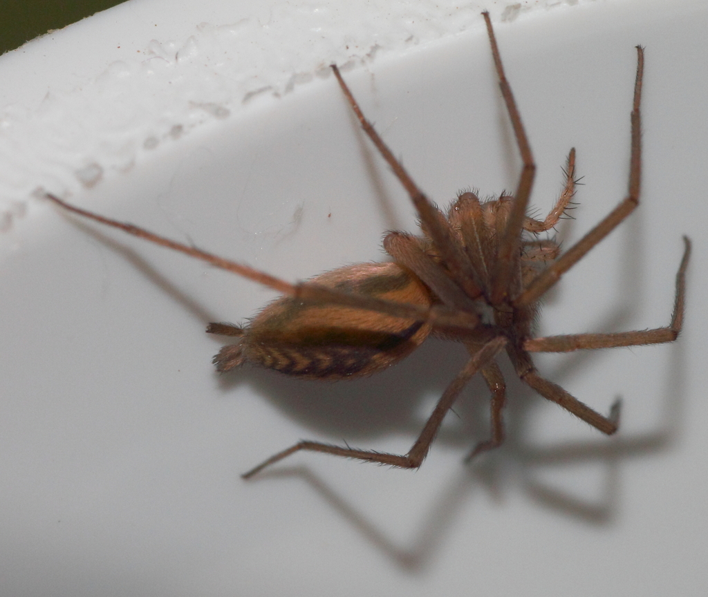Megamyrmaekion in February 2015 by Marion Maclean. Another sink spider ...
