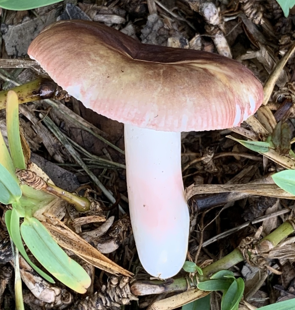 purple-bloom russula in June 2023 by Nikhil Reddy · iNaturalist