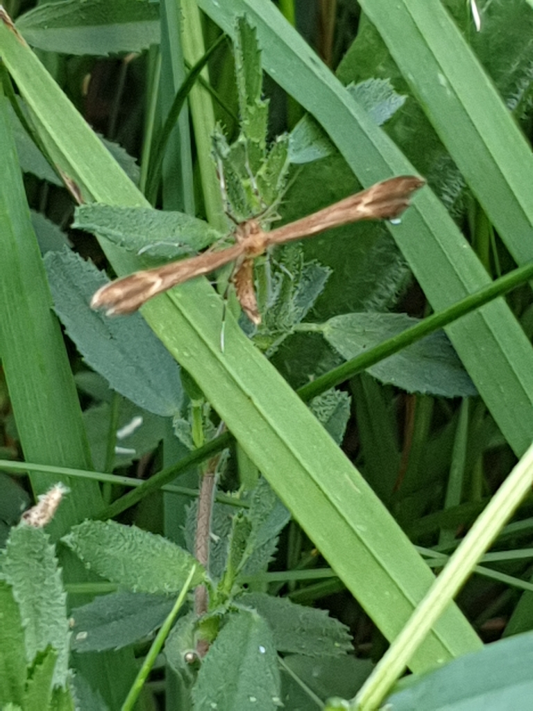 Rest-harrow Plume Moth from The Camp on 25 June, 2023 at 05:24 PM by ...