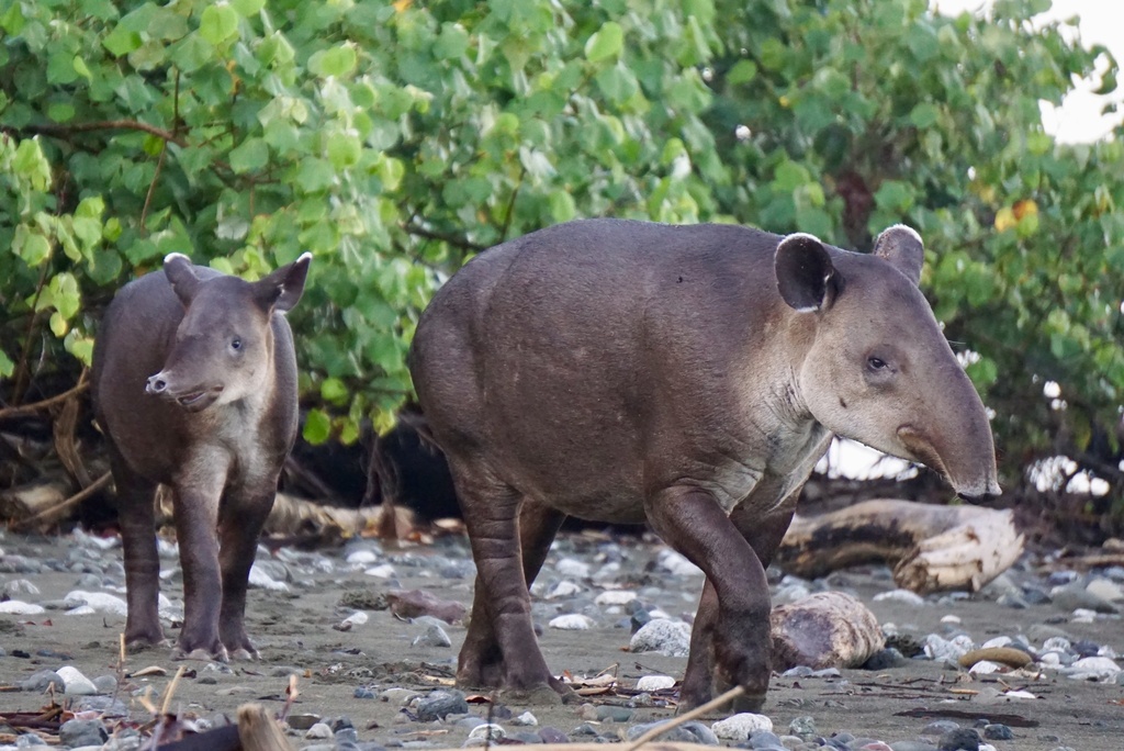 Tapirs (Tapiridae) - Know Your Mammals