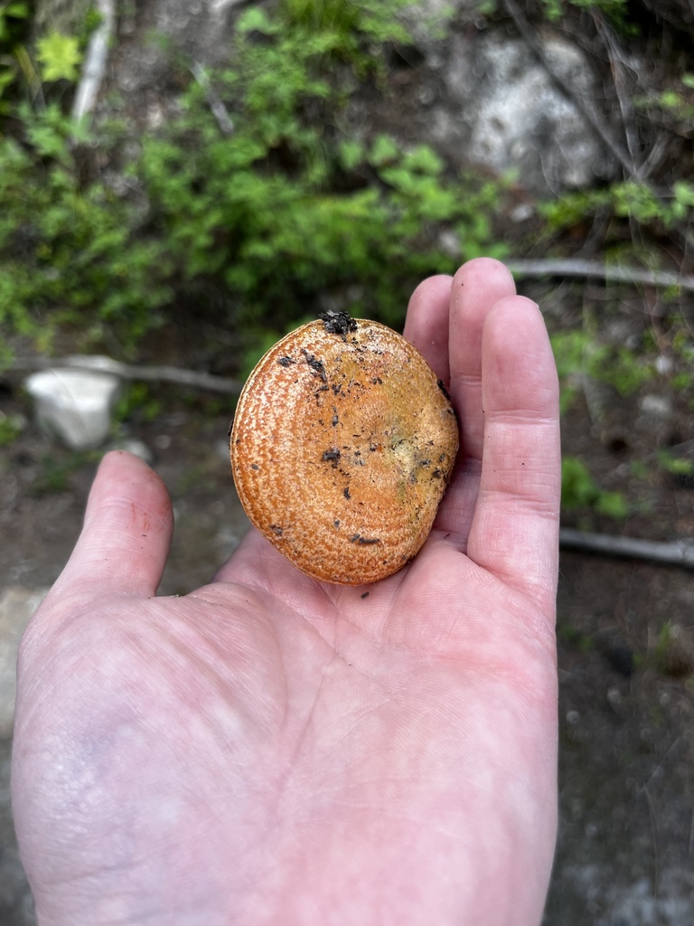 Red-bleeding Milk Cap from Flathead National Forest, Kila, MT, US on ...