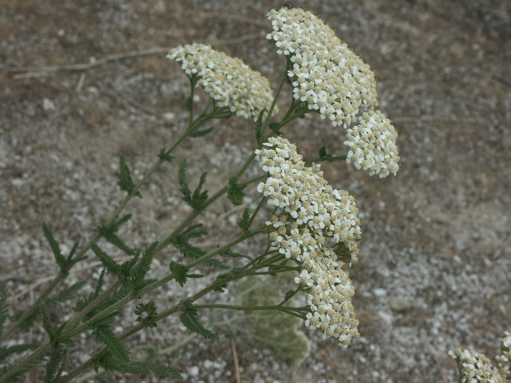 common yarrow from Gem County, US-ID, US on May 26, 2004 at 06:19 PM by ...