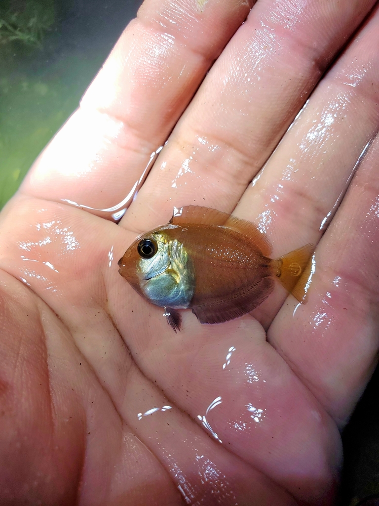 Doctorfish in June 2023 by Drew. In a tide pool! · iNaturalist