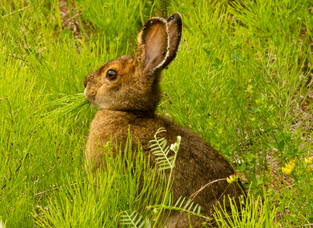 Snowshoe Hare from L'Île-Siscoe, Val-d'Or, QC J0Y, Canada on June 25 ...