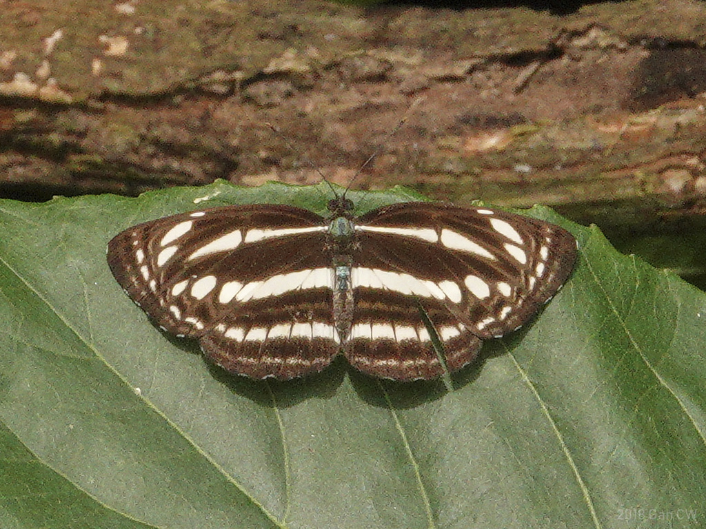 Neptis clinia leuconata from Gua Tempurung, Gopeng, Perak, Malaysia on ...