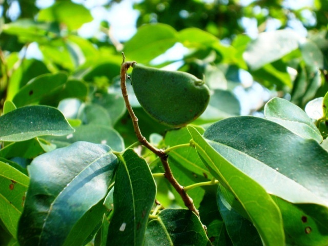 palo morado from Las Brisas, 39867 Acapulco, Gro., México on December ...