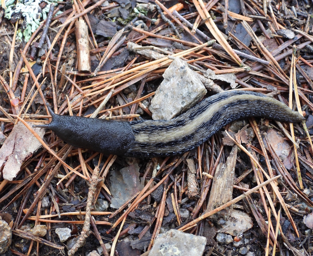 Ash-black Slug from Vakka-Suomi, Suomi on June 23, 2023 at 08:30 AM by ...