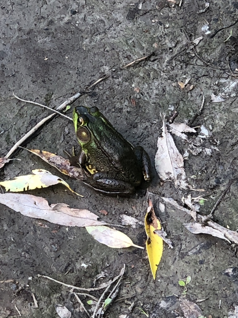 Green Frog from Broadview North, Toronto, ON, Canada on June 25, 2023 ...