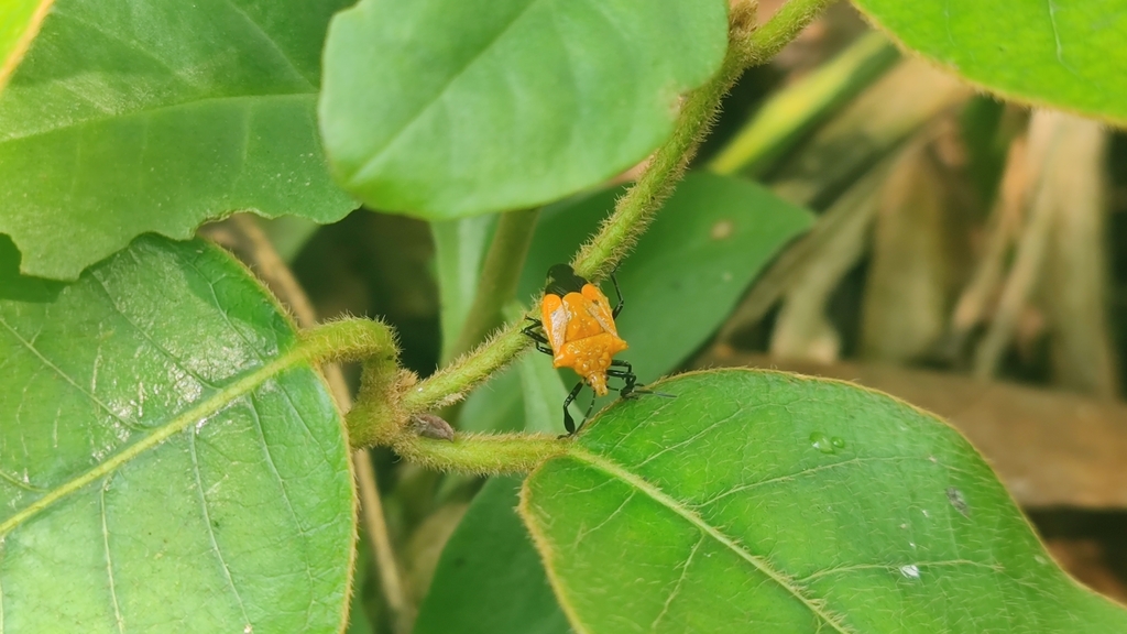 Cazira montandoni from Xishuangbanna Dai, CN-YN, CN on June 25, 2023 at ...