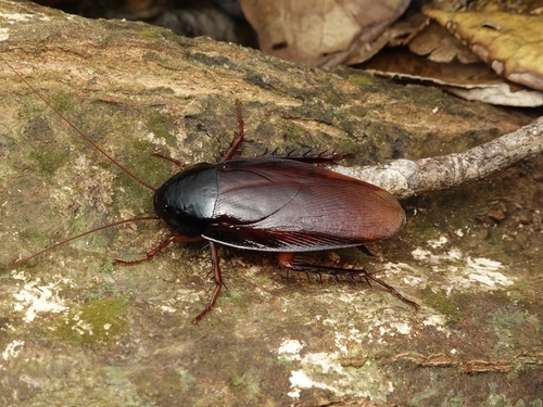Periplaneta kijimuna · iNaturalist United Kingdom