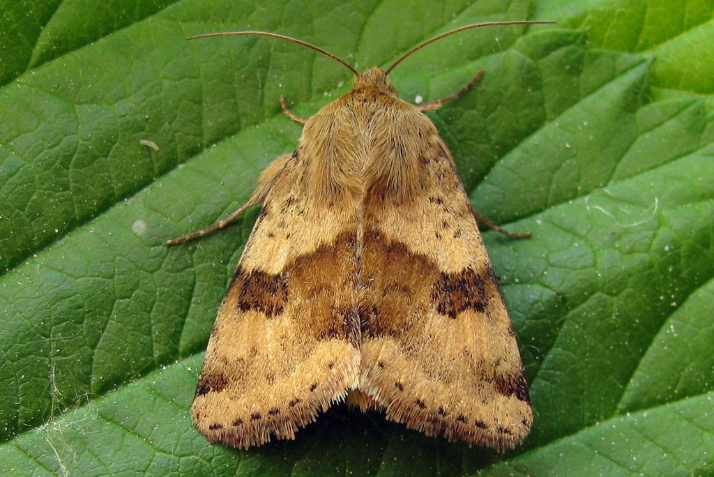 Marbled Clover (Noctuidae of Africa) · iNaturalist