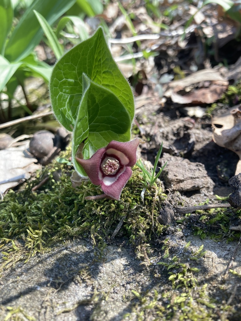 Canadian wild ginger from Iowa City, IA, US on April 14, 2023 at 02:04 ...