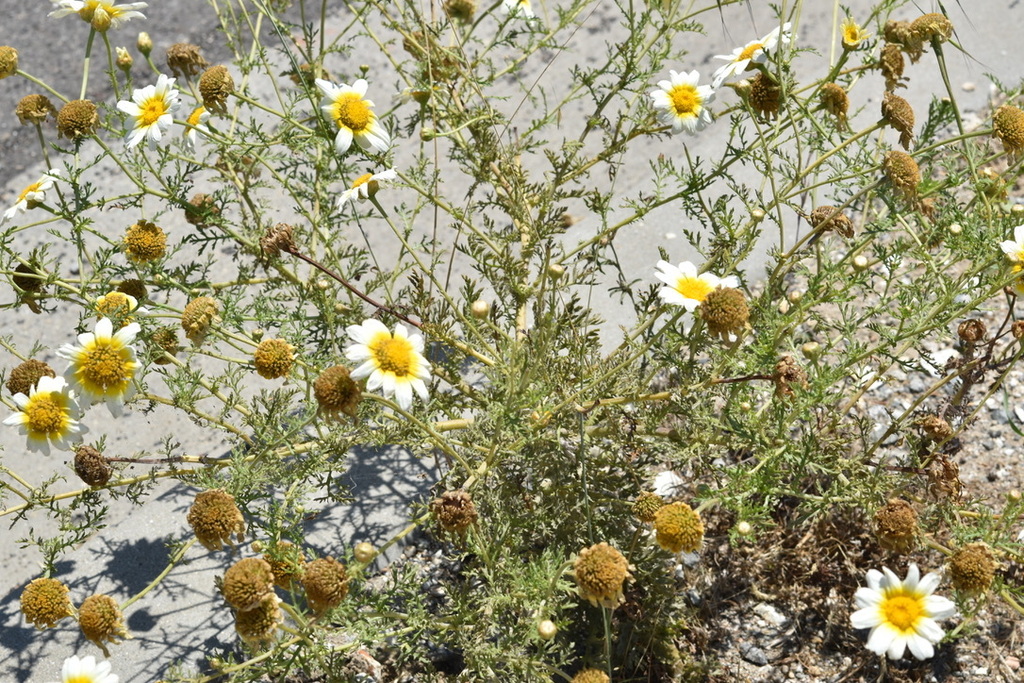 Garland Daisy from Rancho Palos Verdes, CA, USA on June 23, 2023 at 11: ...