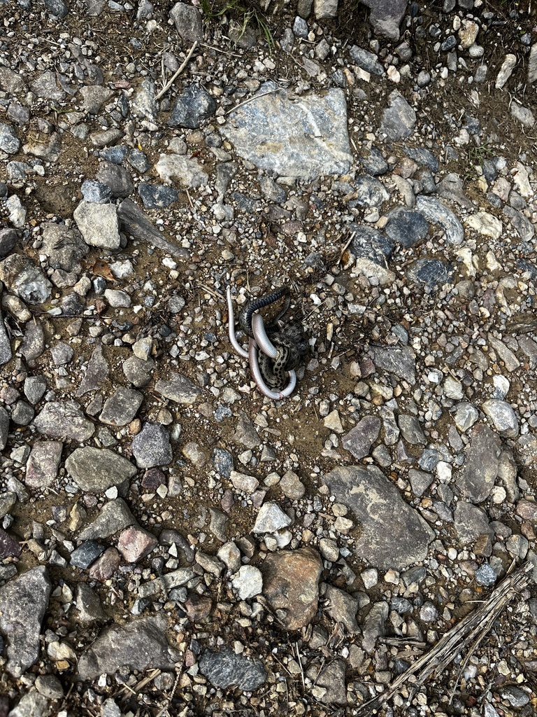 Smooth Snake from Guri i Gjatë, Peja on June 24, 2023 at 05:22 PM by ...