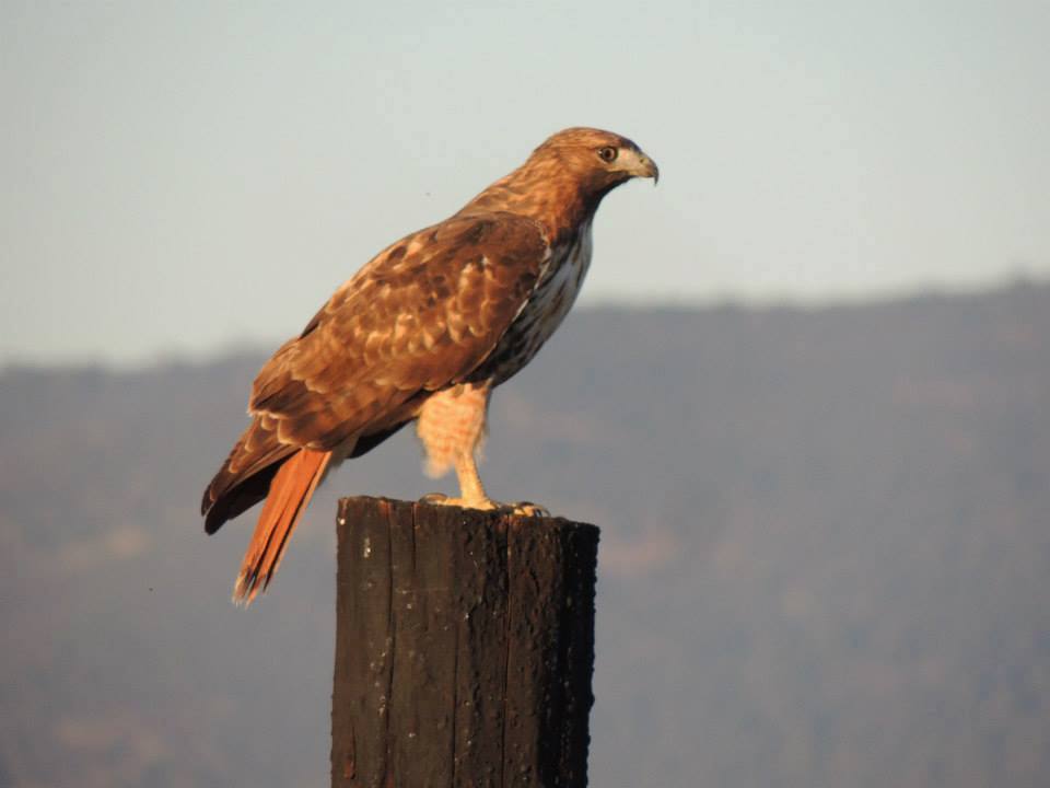 Red-tailed Hawk from Madera, Chih., México on August 4, 2015 at 08:22 ...