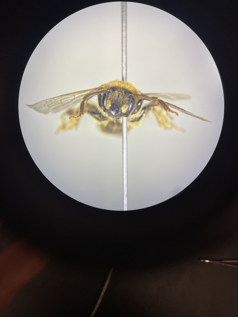 Pruinose Squash Bee from 2201 S Midland Dr, Midland, TX 79703, USA on ...
