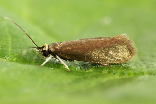 Copper Ermel (Roeslerstammia erxlebella) · iNaturalist United Kingdom