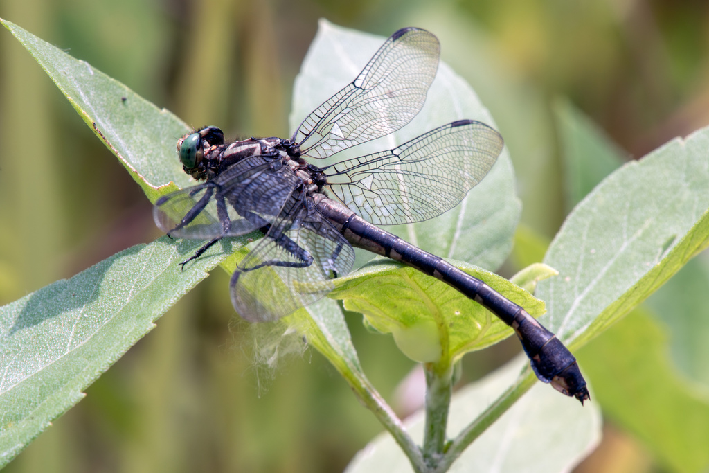 Cobra Clubtail from Lewisville, TX, USA on June 23, 2023 at 02:48 PM by ...