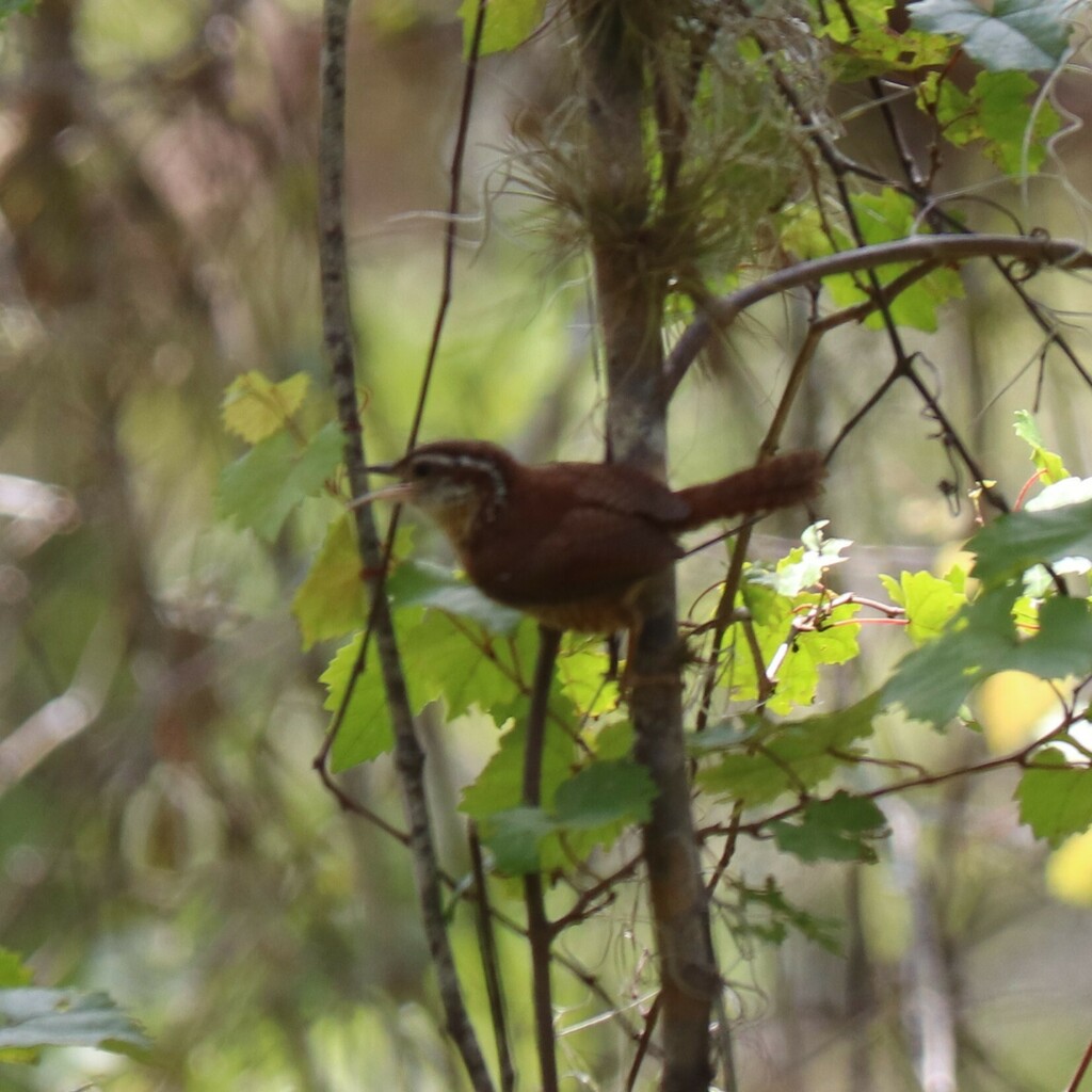 Carolina Wren from Sarasota County, FL, USA on June 9, 2023 at 12:57 PM ...