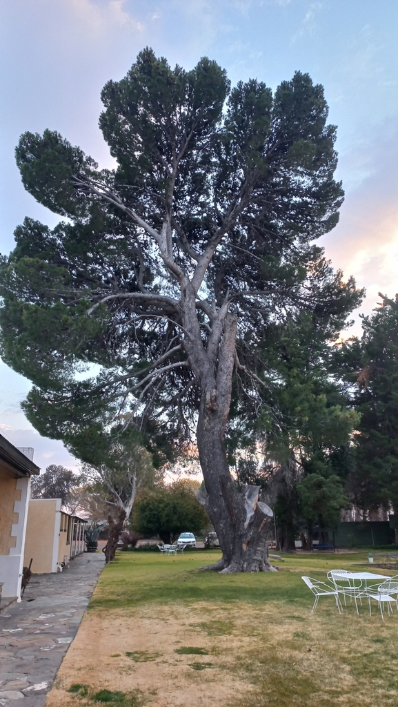 Aleppo pine from Ubuntu Local Municipality, South Africa on June 25 ...