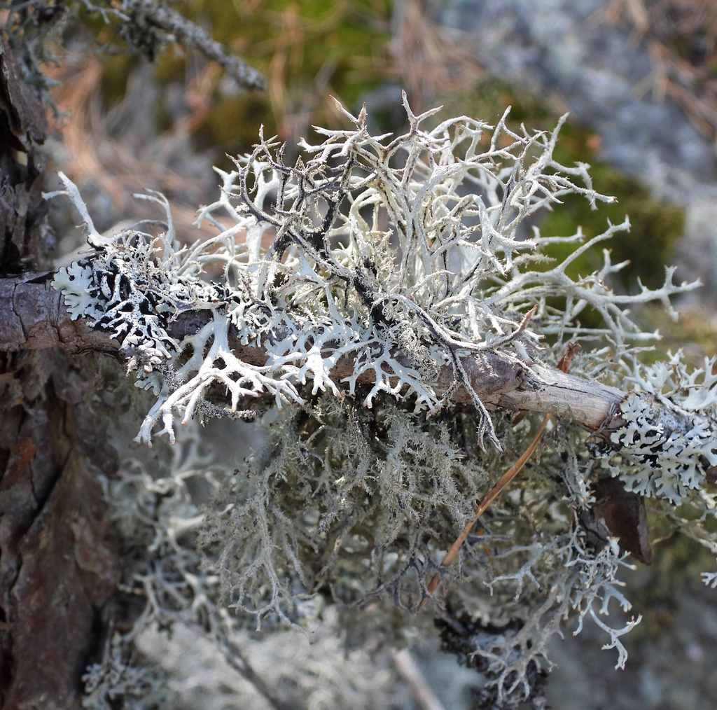 tree moss from Vakka-Suomi, Suomi on June 23, 2023 at 10:01 AM by Vesa ...