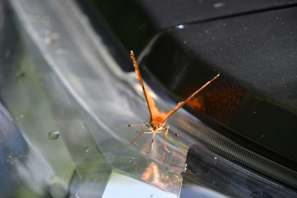 Atlantis Fritillary from Randolph County, WV, USA on June 25, 2023 at ...