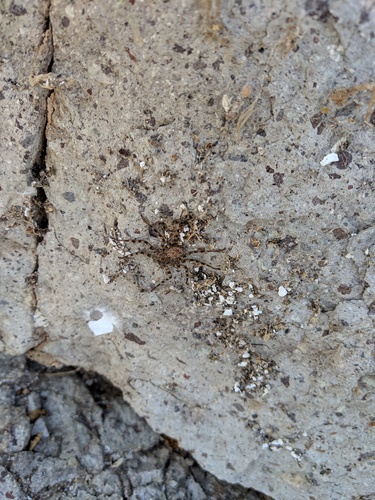 Selenops debilis · iNaturalist