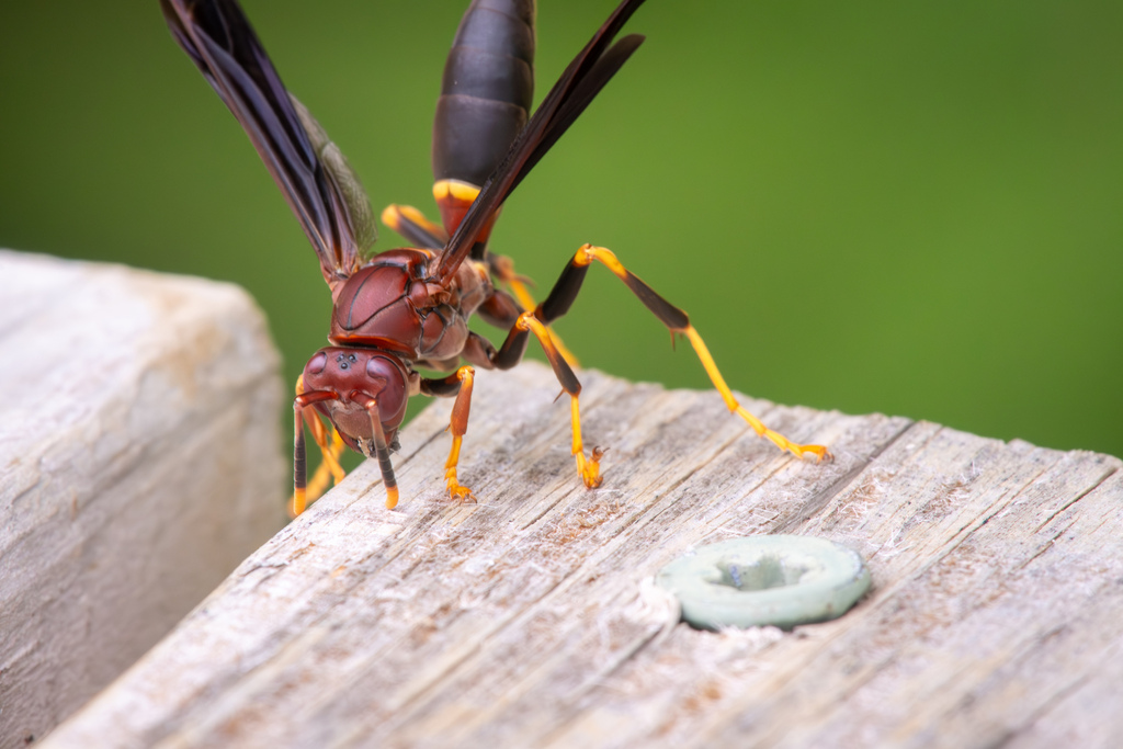 Ringed Paper Wasp from Lewisville, TX, USA on June 23, 2023 at 03:42 PM ...