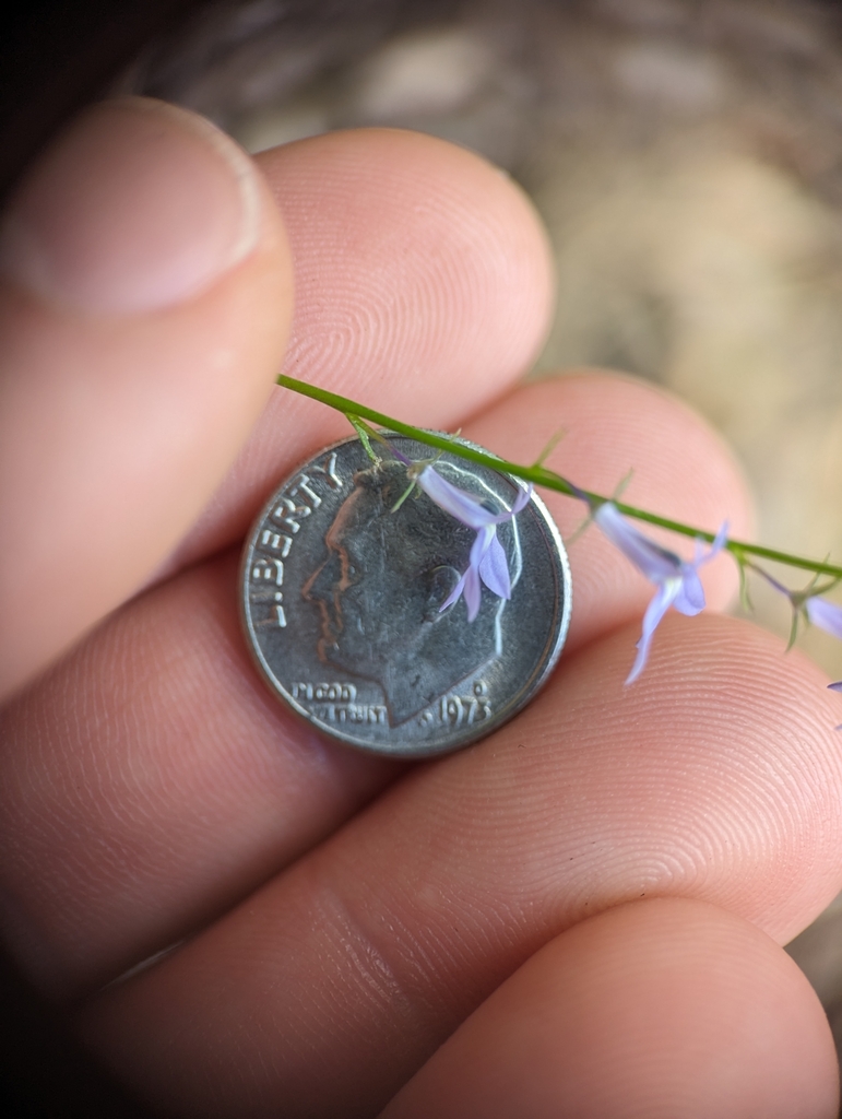 Boykin's Lobelia in June 2023 by d0ugh0ck · iNaturalist