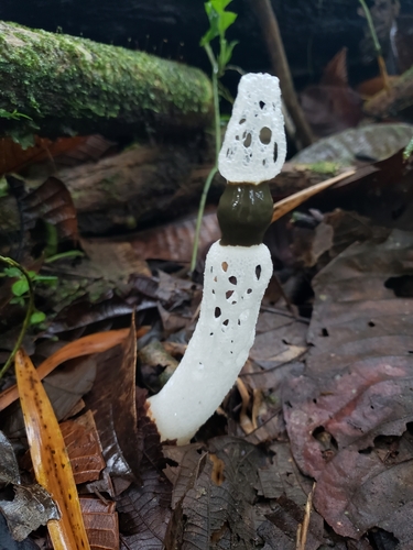 Genus Staheliomyces · iNaturalist