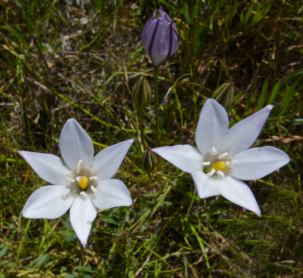 Long-rayed Brodiaea (Vernal Plant Species of the California South Coast ...