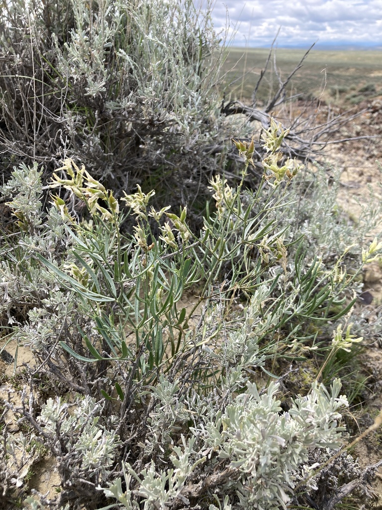 Gray's Milkvetch from Washakie County, US-WY, US on June 24, 2023 at 12 ...