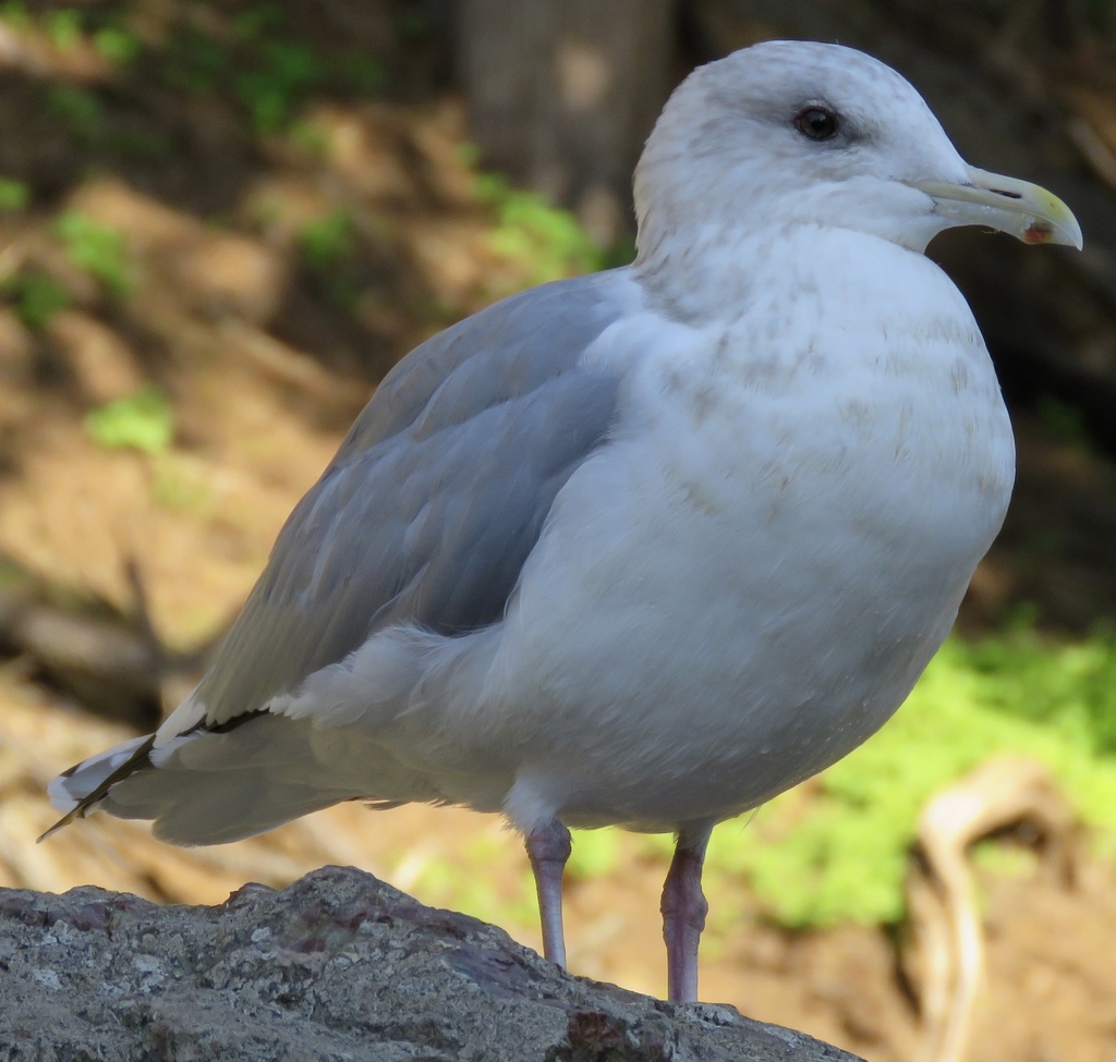 Thayer's Gull (Animals of the Lower Mainland) · iNaturalist