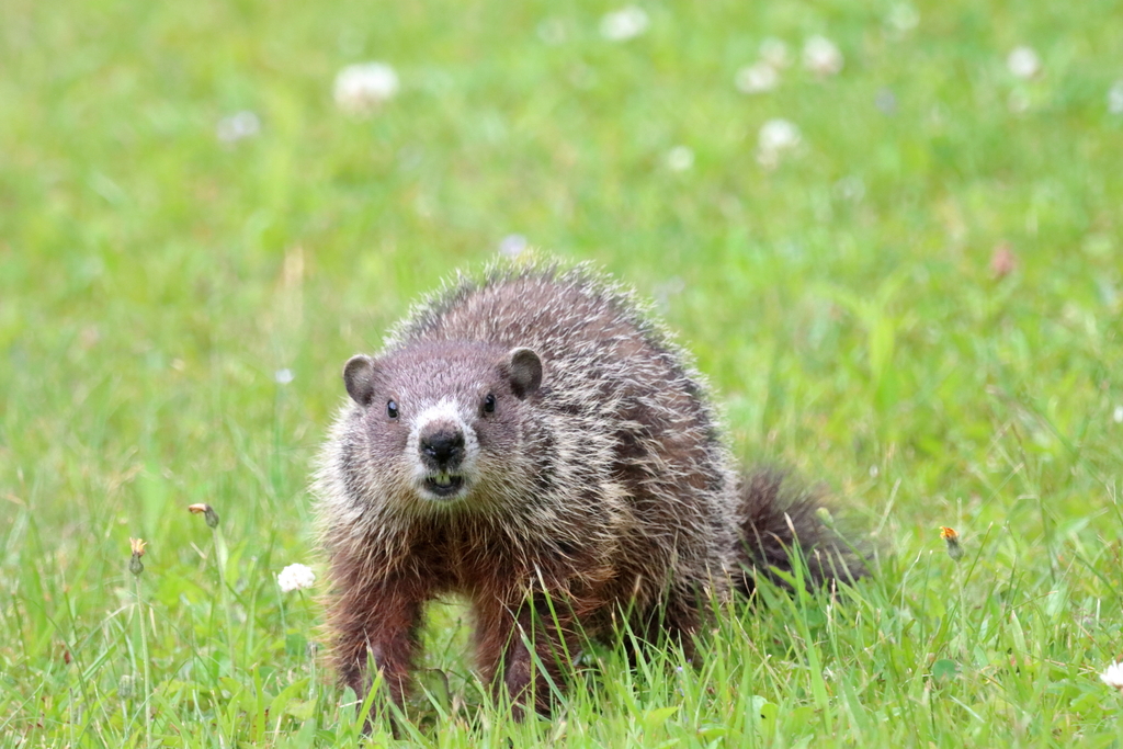 Groundhog from East Hants, NS, Canada on June 25, 2023 at 02:03 PM by ...