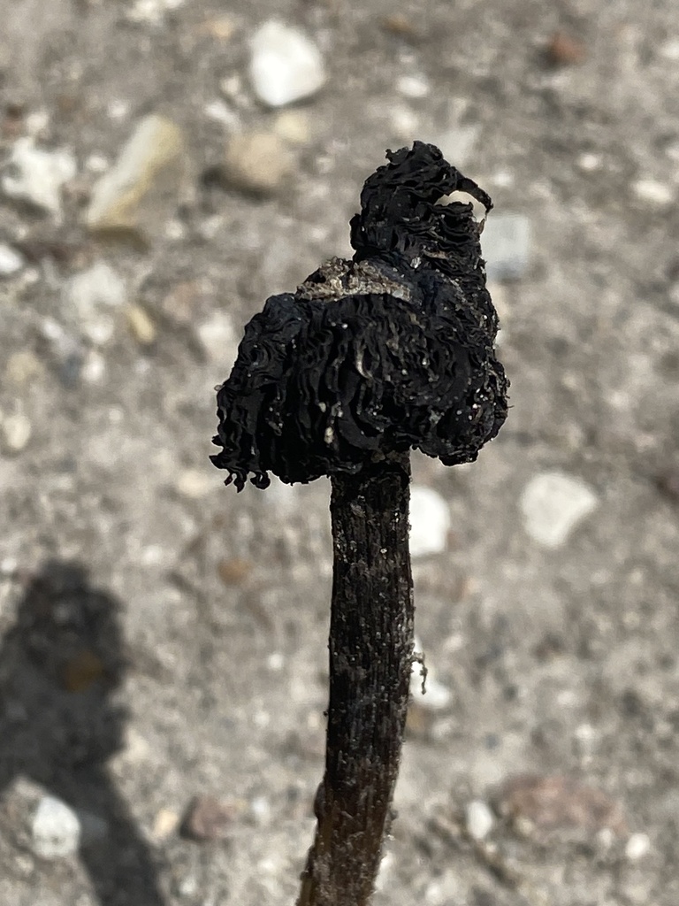 Desert Inkcap from Gerlach, NV, US on June 25, 2023 at 01:17 PM by ...