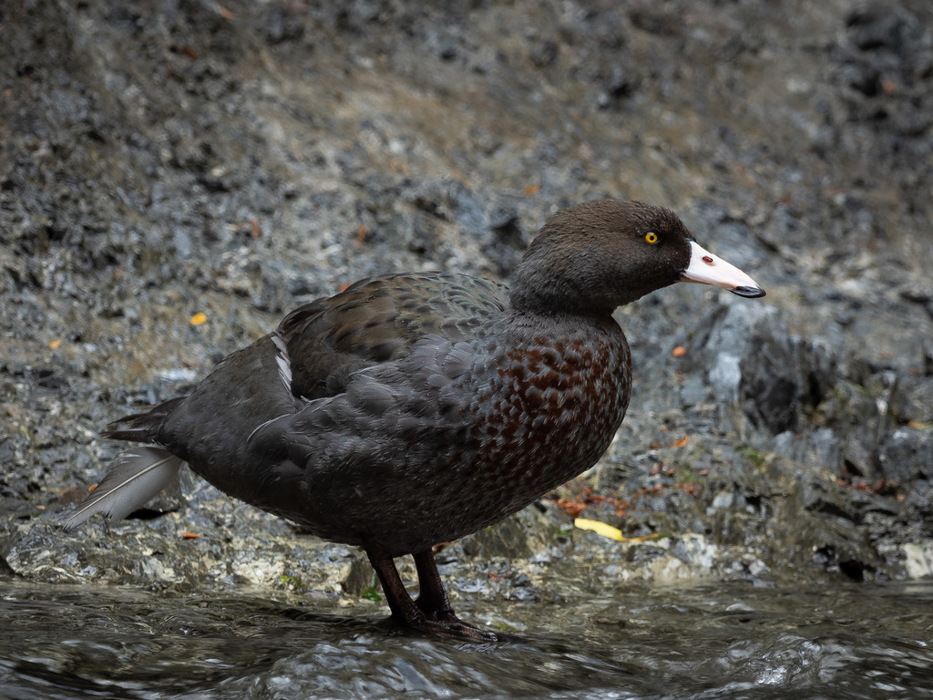 Blue Duck in December 2018 by Pete McGregor. Flushed from beneath a ...