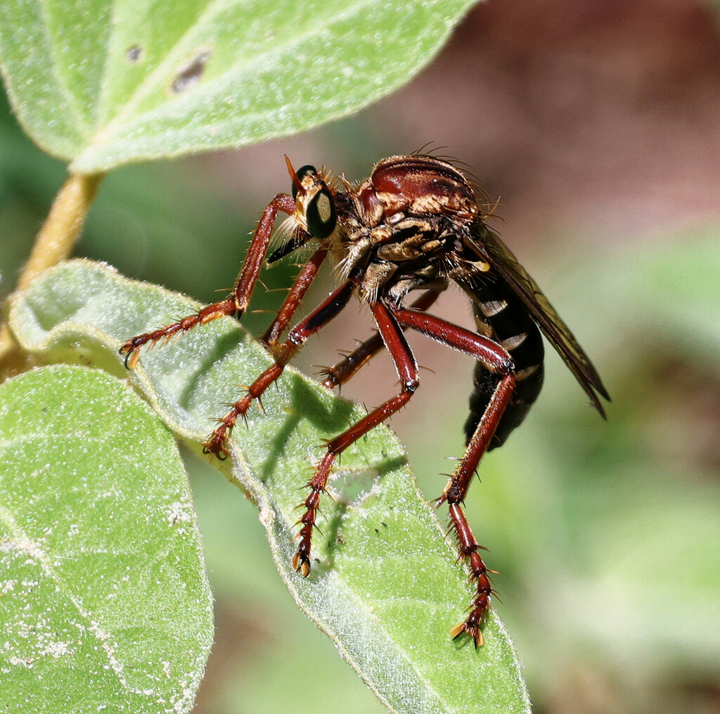 Saropogon from Hunt County, TX, USA on June 25, 2023 at 11:21 AM by ...