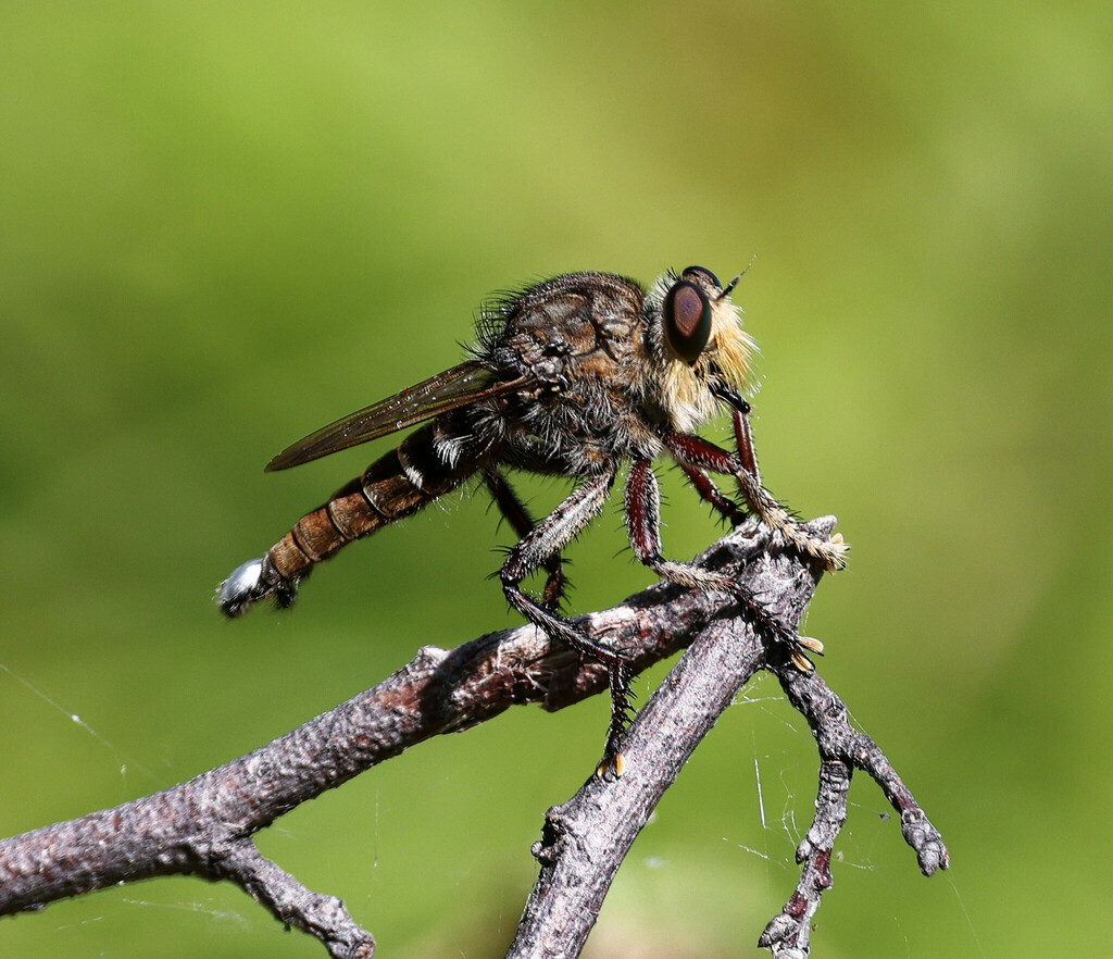 Promachus bastardii from Hunt County, TX, USA on June 25, 2023 at 10:56 ...