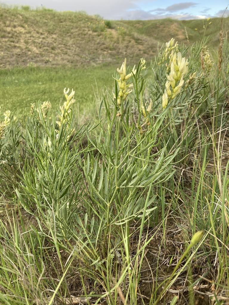 Gray's Milkvetch from Washakie County, US-WY, US on June 24, 2023 at 07 ...