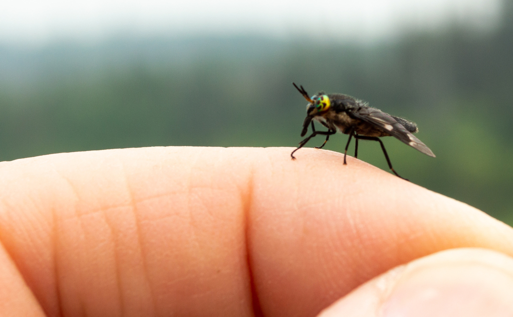 Chrysops excitans from Val-d'Or, QC, Canada on June 25, 2023 at 03:16 ...