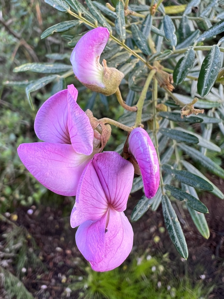 Keurboom (Virgilia) - Botanical Realm