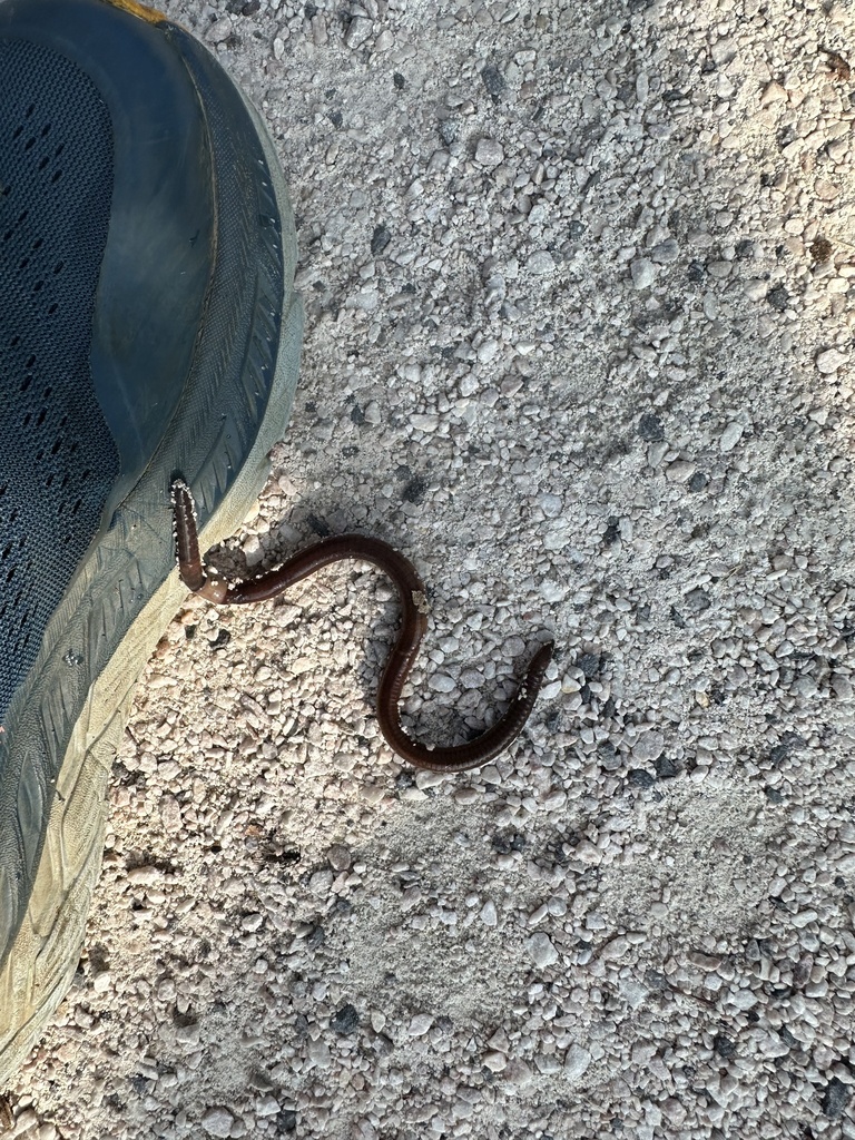 Rustic Jumping Worm from Cherokee Blvd, Knoxville, TN, US on June 25 ...