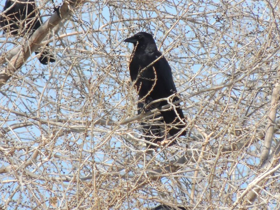 Chihuahuan Raven from Cd Juárez, Chih., México on November 13, 2014 at ...