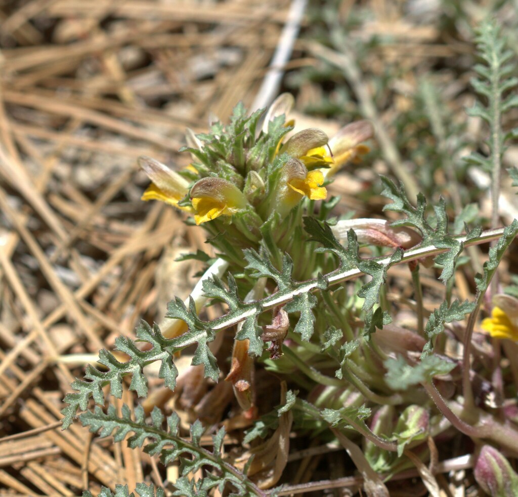 pinewoods lousewort from San Bernardino County, CA, USA on June 25 ...