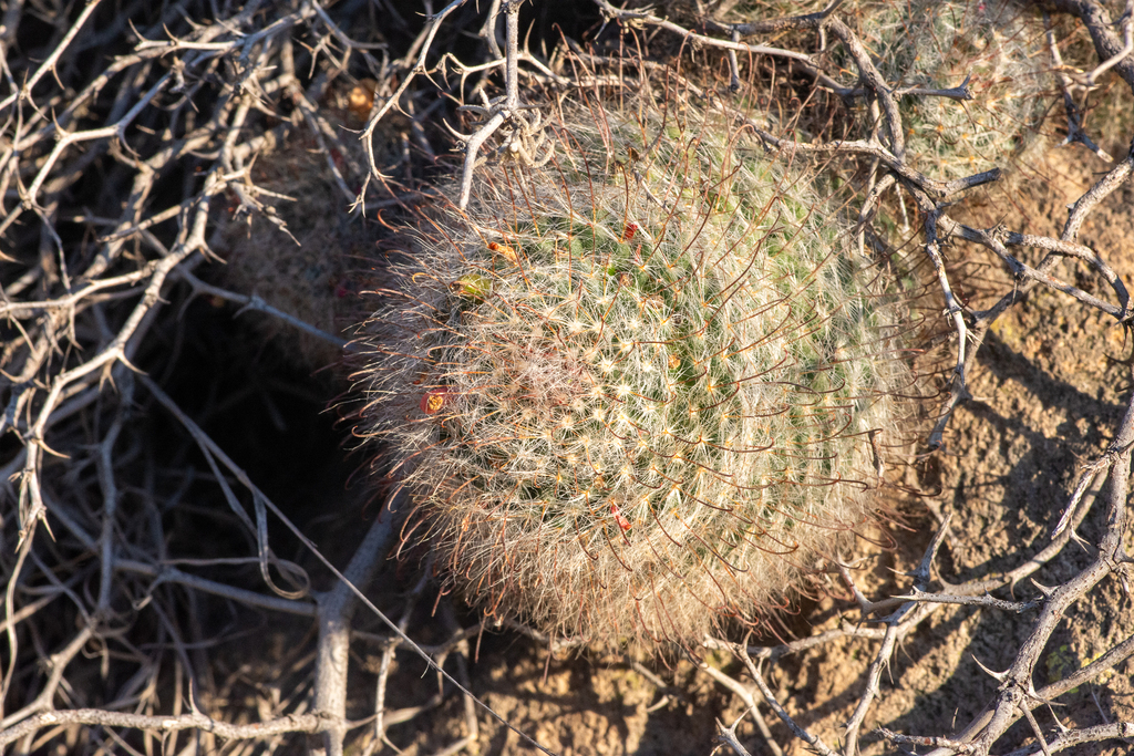 Powderpuff Cactus in June 2023 by Luis Stevens · iNaturalist