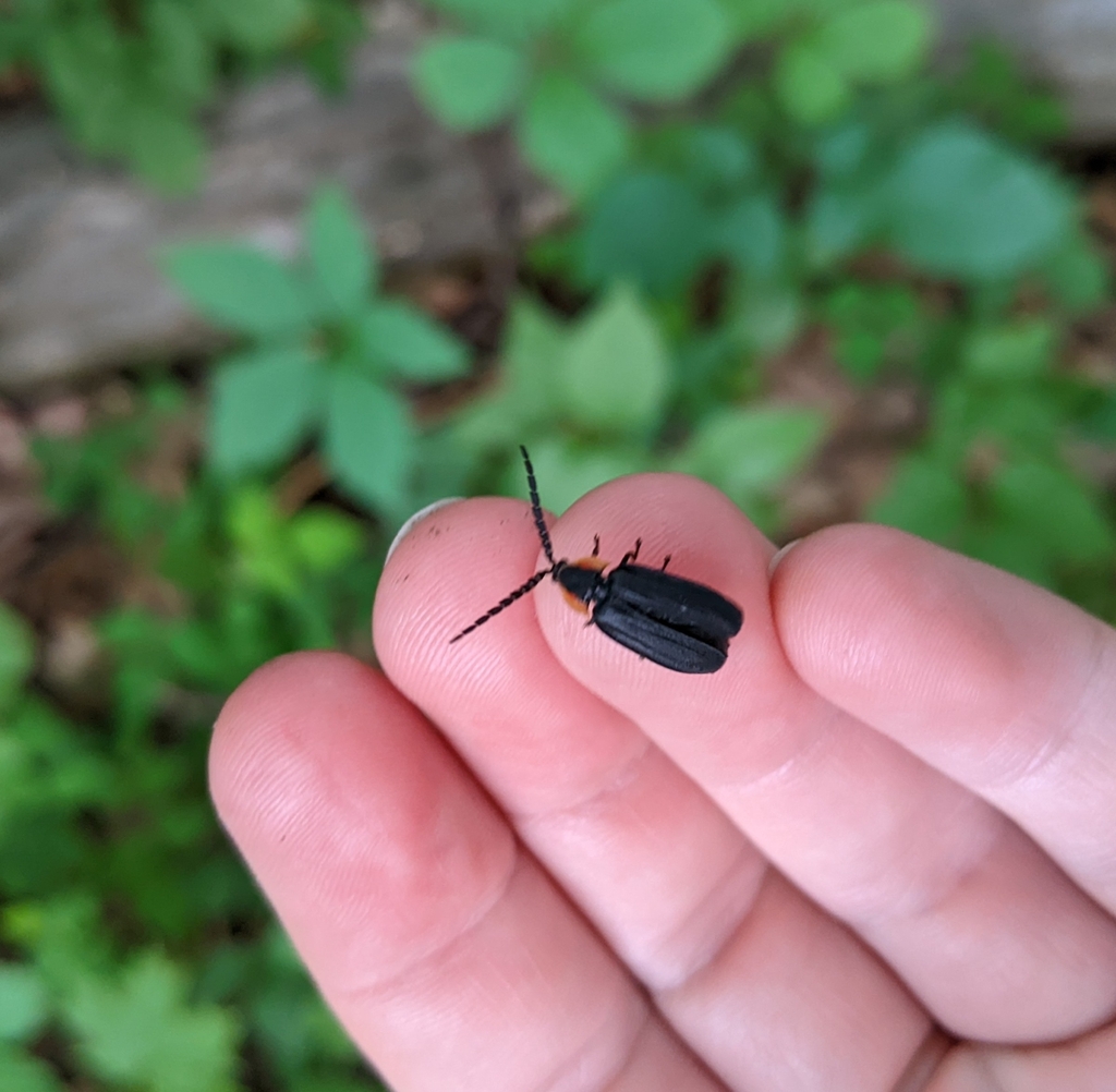 Black Firefly from Columbus, OH 43235, USA on June 25, 2023 at 06:21 PM ...
